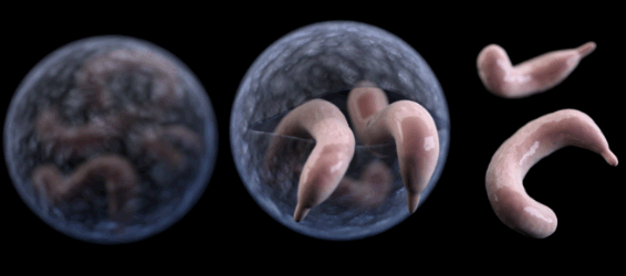 Cryptosporidium - Mar Vista Animal Medical Center