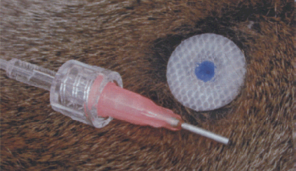 Subcutaneous Fluid Administration at Home - Mar Vista Animal Medical Center