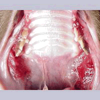 Plasma Cell Stomatitis (Feline) - Mar Vista Animal Medical Center